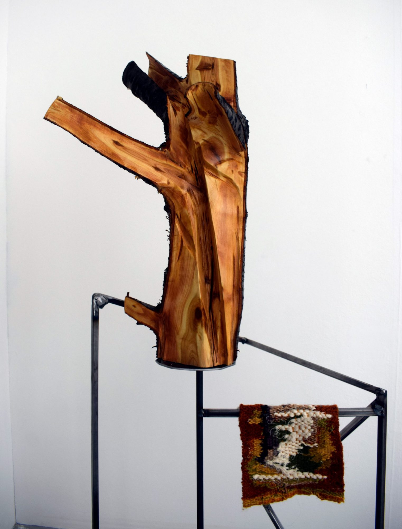 PRUNUS AVIUM - Sculpture Placement Group